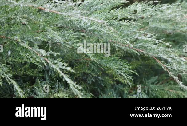 Snowflakes falling gently on the branches of an evergreen tree ...