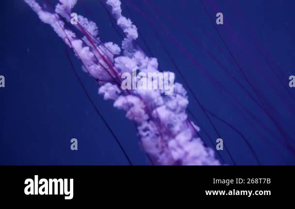 Bioluminescent purple striped jellyfish drifting through deep blue ...
