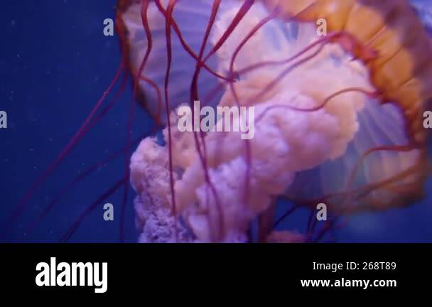 Translucent orange jellyfish drifting gracefully through deep blue ...