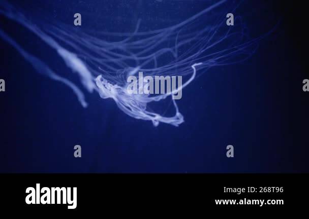 Luminous jellyfish drifting gracefully through dark blue underwater ...