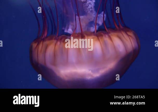 Delicate pink jellyfish gracefully pulsating through deep blue ...