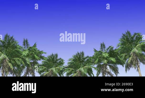 Multiple Palm Trees Along the Bottom of the Frame with a Gradient Blue ...