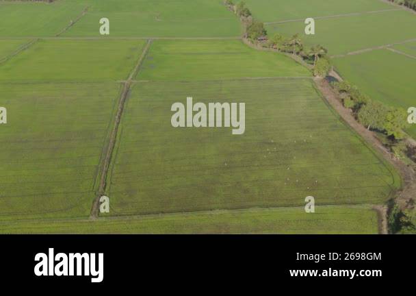 Drone footage aerial view scenic landscape beautiful scenery of a rice ...