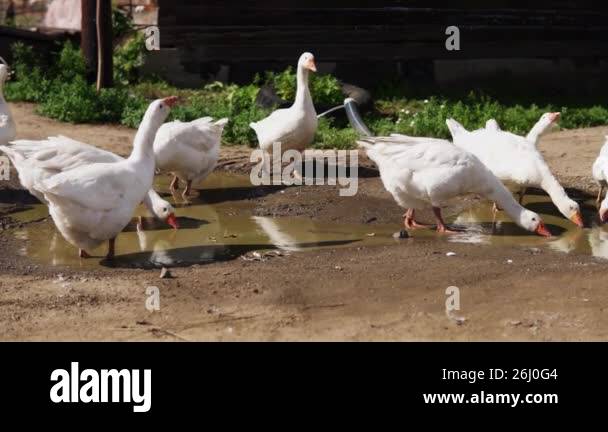 A large flock of domestic white geese is peacefully feeding near a ...
