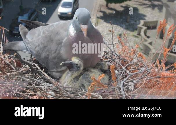 The dove warms the pigeons with its body. Two days old squabs. The ...