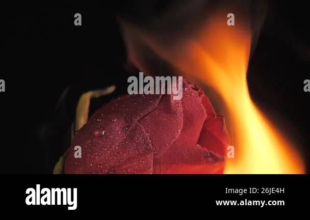 A petal of the red rose being burned with the flame inside the dark ...