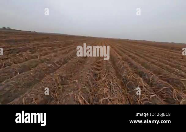 Aerial FPV flight in rural couuntryside. Scenery of large wide wheat ...