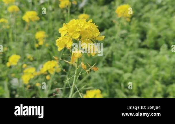 Mustard flower close-up. Beautiful sunny winter background. Mustard ...