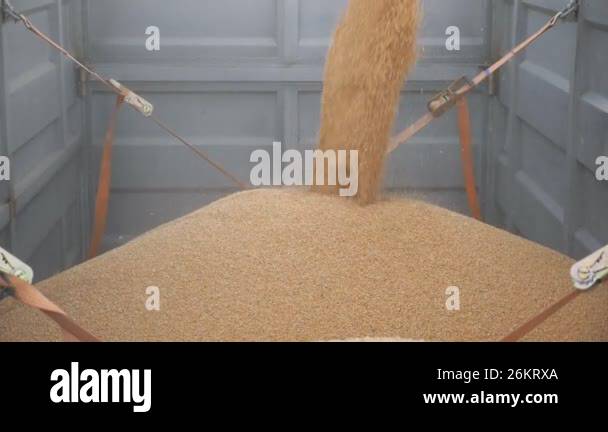 Combine loading wheat grains in truck after harvesting. Close up ...