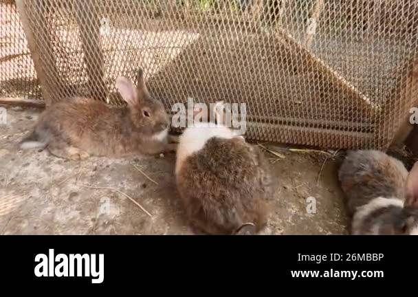 Rabbits resting and interacting in a farm cage Stock Video Footage - Alamy