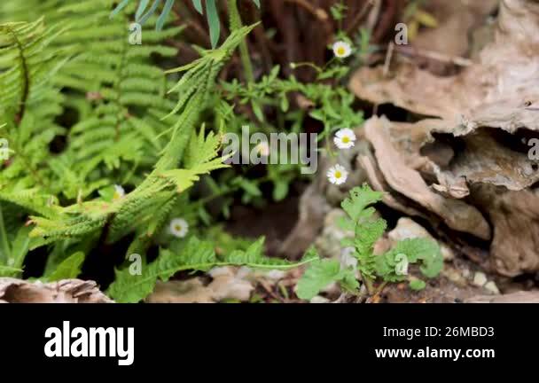 Fern and daisy amidst rocks and greenery Stock Video Footage - Alamy Fern and daisy amidst rocks and greenery Stock Video Footage - Alamy