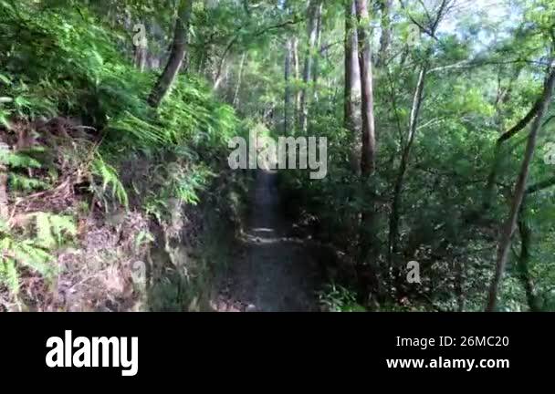 A serene walk through lush forest path Stock Video Footage - Alamy