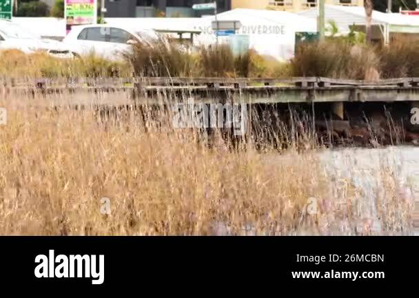 Reeds riverside Stock Videos & Footage - HD and 4K Video Clips - Alamy