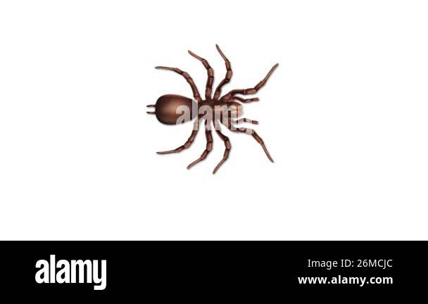 Detailed spider anatomy with labeled body parts Stock Video Footage - Alamy