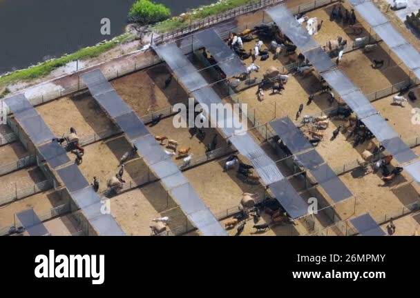 Commercial cattle stockyard with meat cows in rural Florida. Feeding of ...