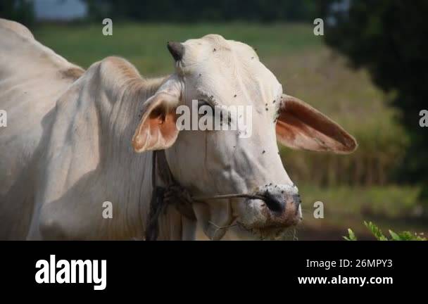 Asian domestic cow whose owner tied a rope to a tree stump near a corn ...