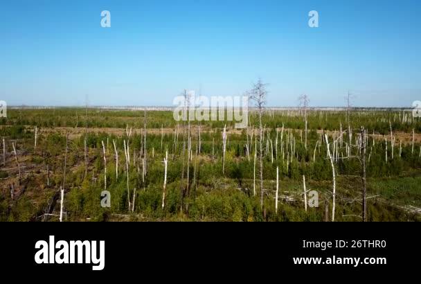 Aerial drone view of young trees growing on the site of a burnt forest ...