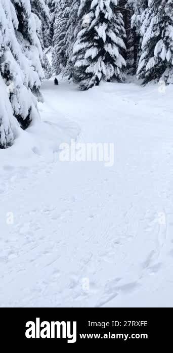A snowy forest scene with a child sledding down a snowy trail. The tall trees blanketed in snow ...