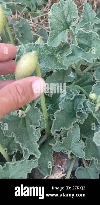 A close-up video showing the unique seed dispersal mechanism of the ...