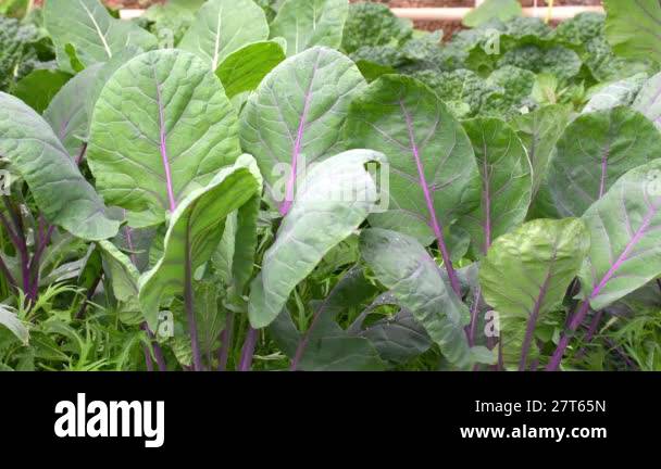 Farmer inspects the organic leaves of Hon Tsai Tai Purple Yu Choy Sum ...