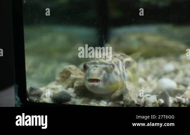 Close-up view of poisonous Tetraodon lineatus fahaka pufferfish, Nile ...