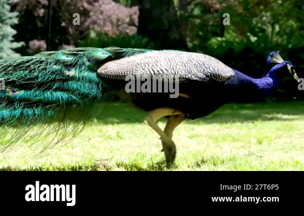 A close-up shot of an Indian peacock spotted on a wildlife safari in ...