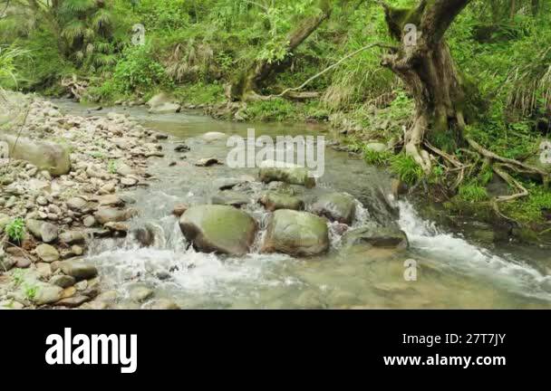 Beautiful scenery of stream and green plants Stock Video Footage - Alamy