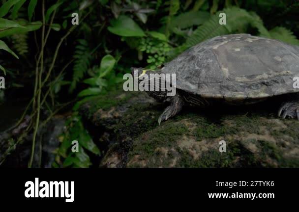 Turtle reptile near water stream in the tropical forest. Ground level ...