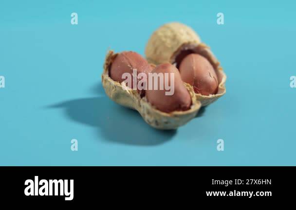 Peanut shell with nut inside rotates on a blue background. The nut is ...