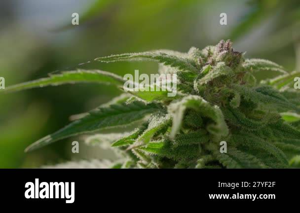 A close up of a marijuana plant with a lot of leaves and buds. The ...