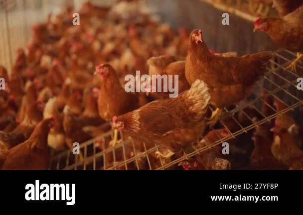 A large flock of chickens are crowded together in a pen. The chickens ...