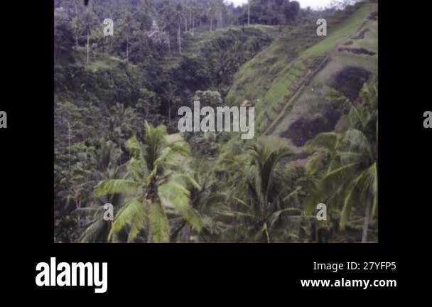 Denpasar, bali june 1985: scenic view of rice paddies and palm trees in ...