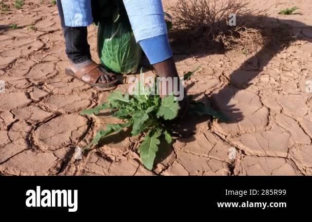 A nomad man is collecting Arugula (rocket salat) plants at Erg Chegaga ...