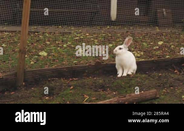 White Rabbit in Pasture and Kid Appearing, Family Pet Scene, Fall ...