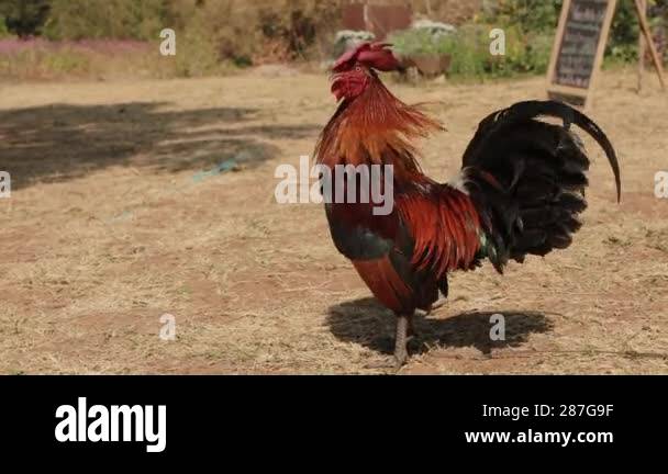 male hybrid jungle fowl crowing on farm ground Stock Video Footage - Alamy