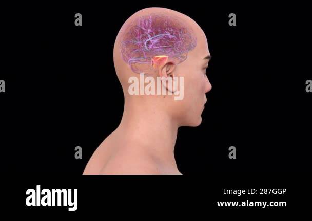 3D animation of the human brain with the pons highlighted in red ...