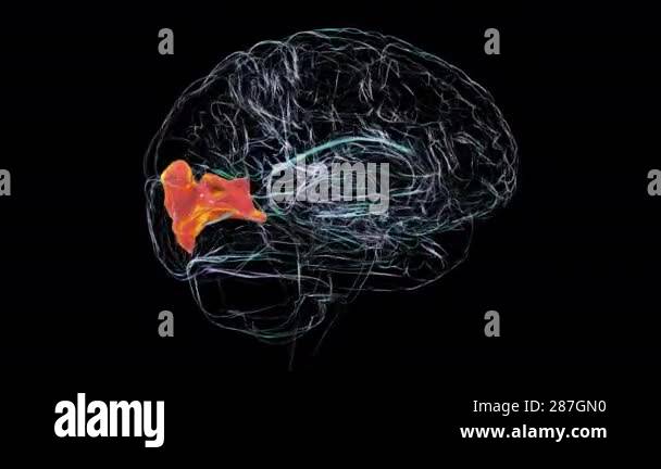 Cuneus gyrus highlighted in human brain, responsible for visual ...
