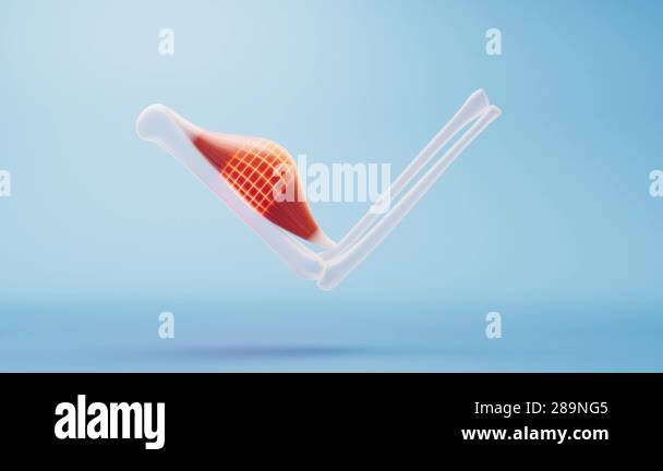 Muscle structure, medical concept visualization, 3d rendering Stock ...