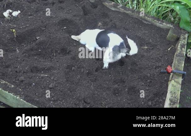 Energetic jack russell terrier digging zealously through garden bed ...