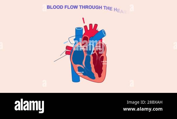 Blood flow through heart. Moving banner with medical infographics with ...