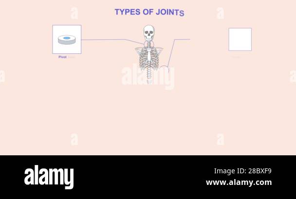 Types of joints. Moving banner or educational medical infographic with ...