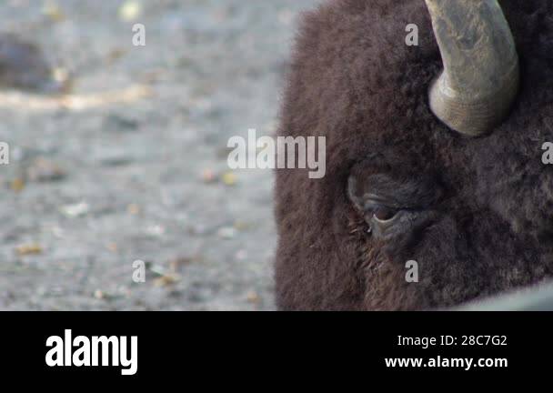 Head and eye in profile of a ruminant. Bison chewing. Buffalo bull ...