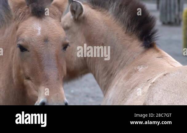 Horses scratch each other with their teeth. Brown Horse Animal. Bite Stock Video Footage - Alamy