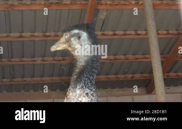 A striking snake hangs from the roof, showcasing its scales and unique ...