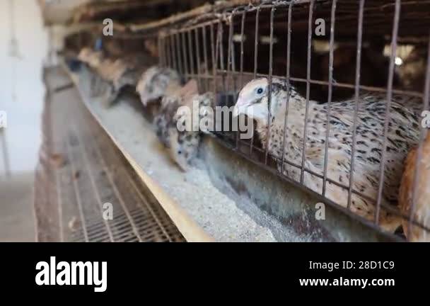 The scene on a farm depicts quails housed in cages, which emphasizes ...