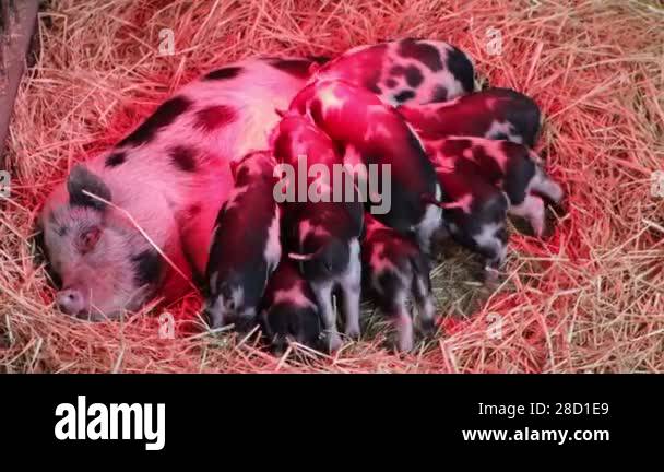 In a serene and warm environment, a mother pig is lovingly nursing her ...