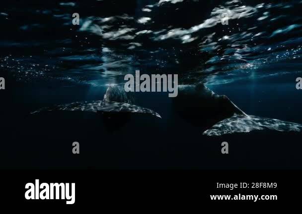 A stunning and captivating underwater view that showcases whales ...