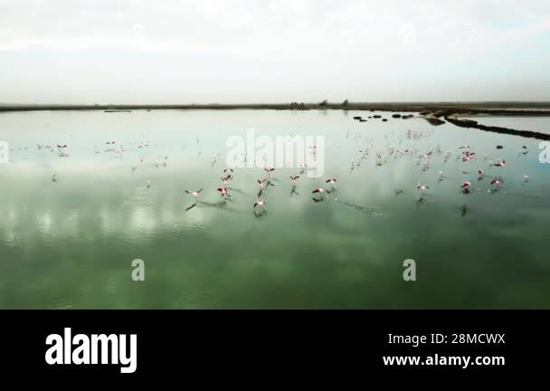 Elegant flamingos fly and seek food in green salt lake aerial view ...