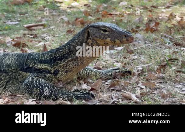 A Malaysian water monitor (Varanus salvator) stays motionless while its ...