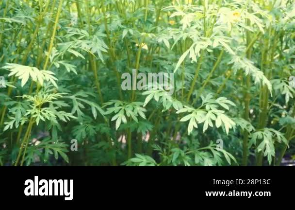 Close up of lush green marigold plants with slender stems and feathery ...